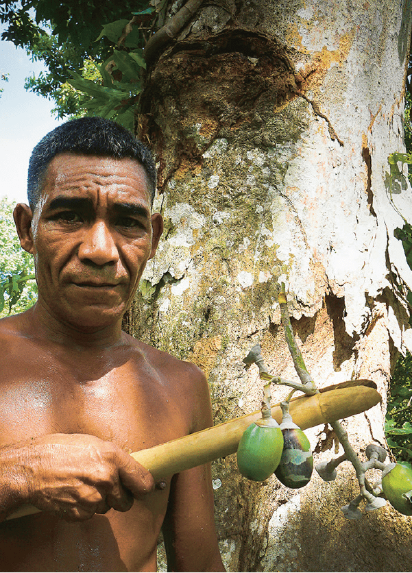 Kenari Nüsse | Nungesser Food